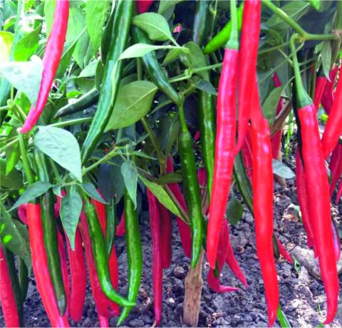 Ashwini Wonder | United Genetics India