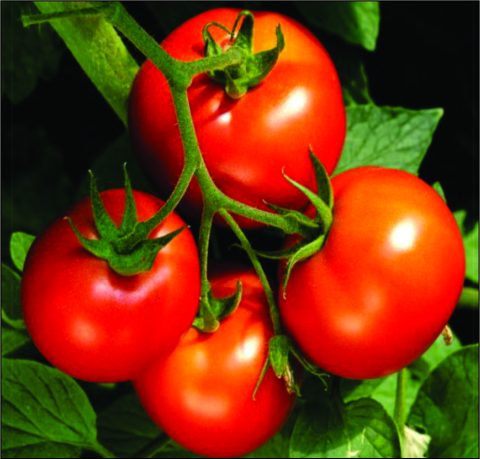 Shourya | United Genetics India