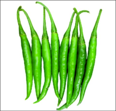 Simran-463 | United Genetics India